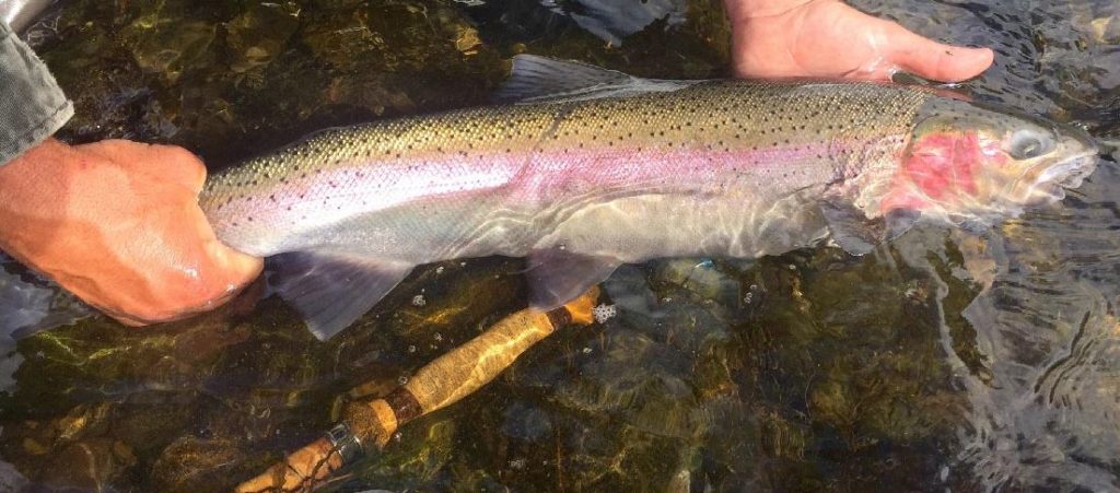 Internationally Rare Half-pound Steelhead are Running - Morrisons Rogue ...